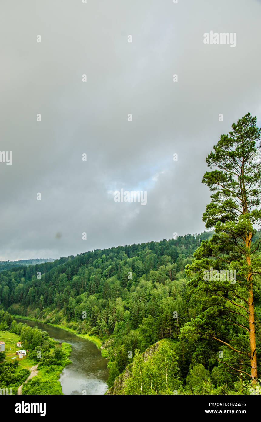 thick fog covered with thick coniferous forest. forest with a bird's ...