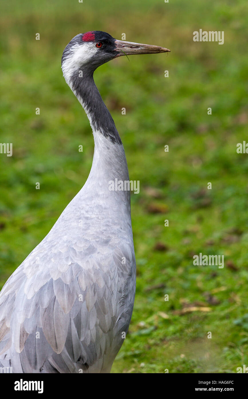 Common Crane at Slimbridge Stock Photo - Alamy