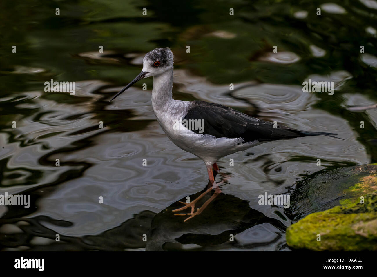 Black-Winged Stilt at Slimbridge Stock Photo - Alamy