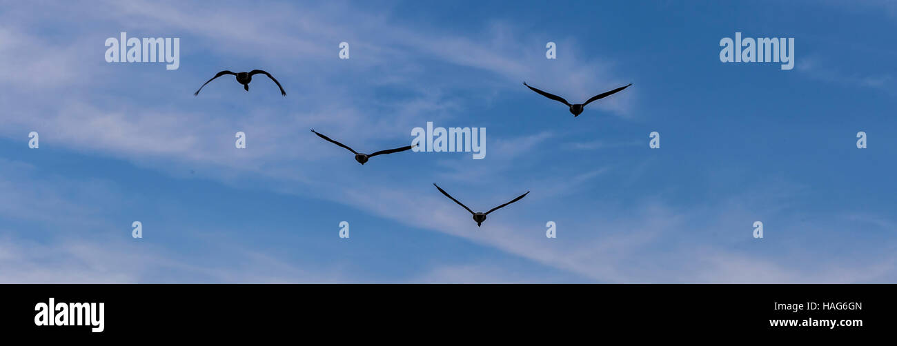 Formation geese hi-res stock photography and images - Alamy