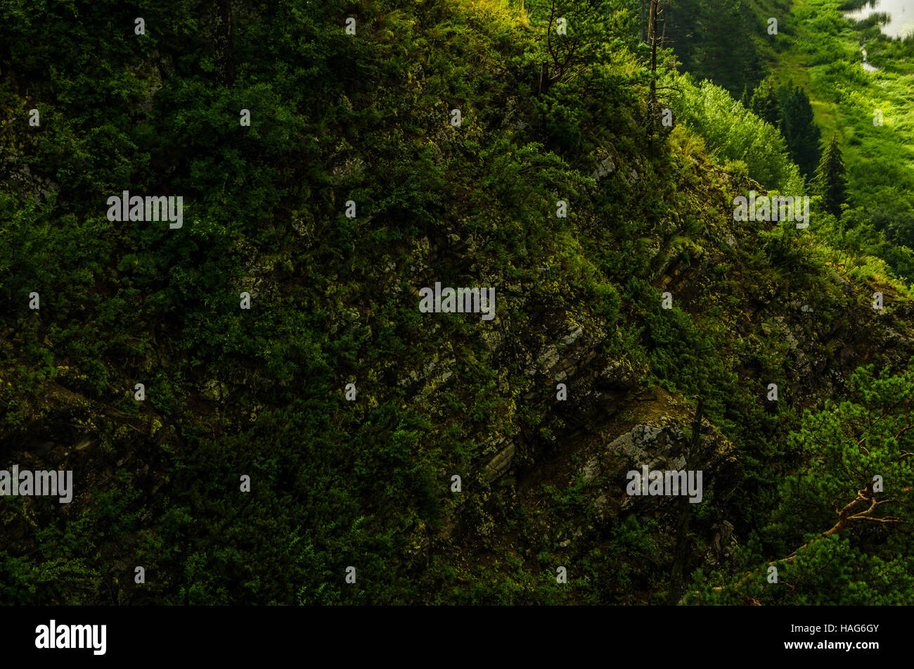 thick fog covered with thick coniferous forest. forest with a bird's ...