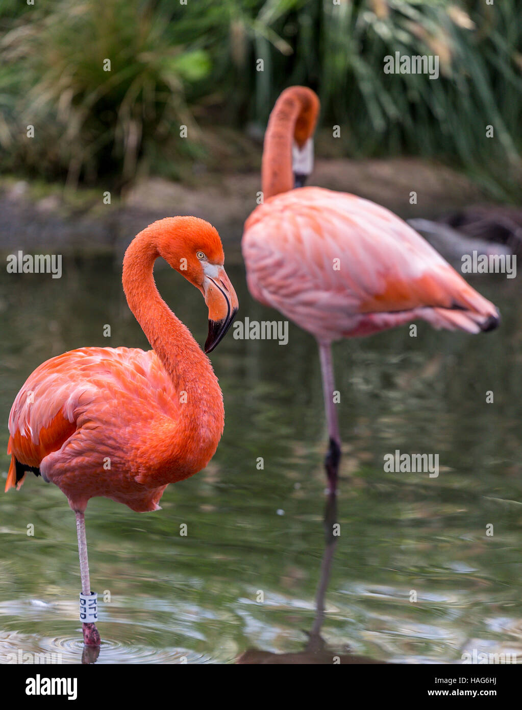Caribbean Flamingo at Slimbridge Stock Photo - Alamy