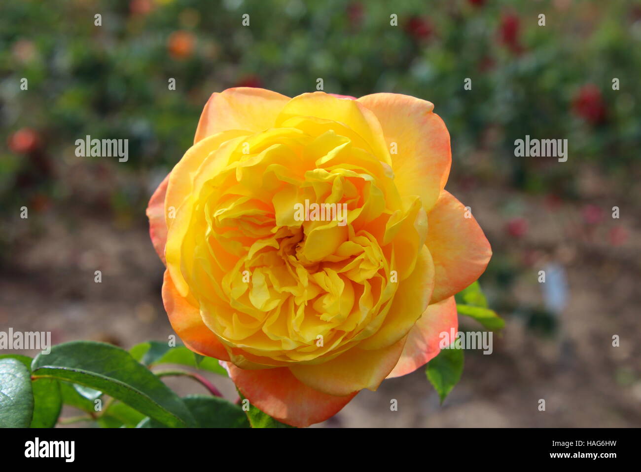 yellow rose flower Stock Photo - Alamy