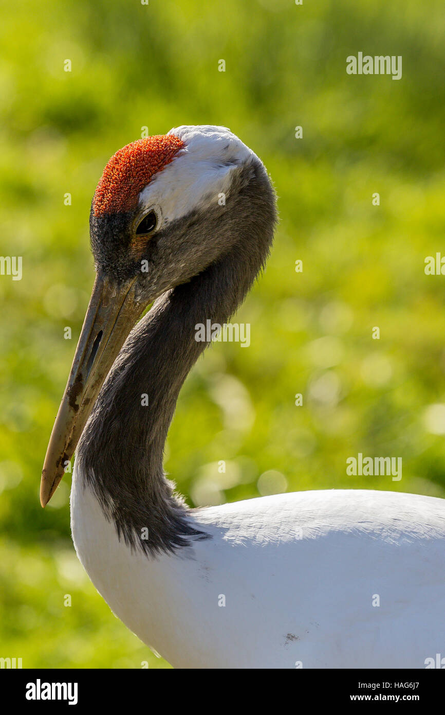 Red Crowned Crane at Slimbridge Stock Photo - Alamy