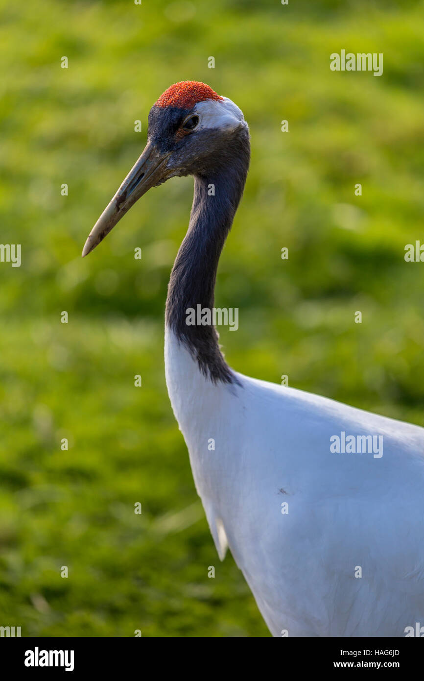 Red Crowned Crane at Slimbridge Stock Photo - Alamy