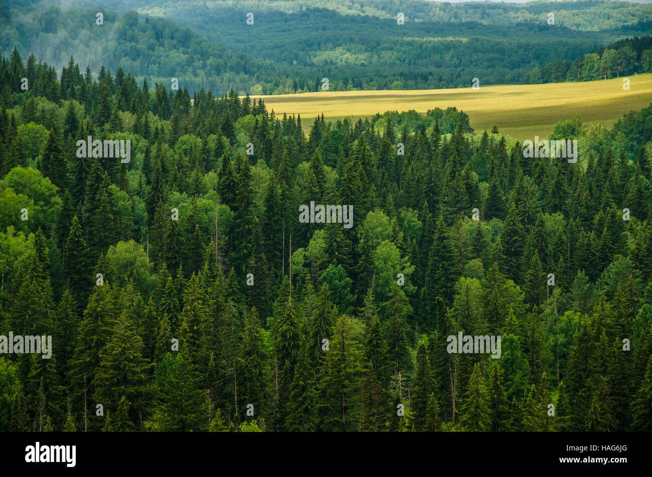 thick fog covered with thick coniferous forest. forest with a bird's ...
