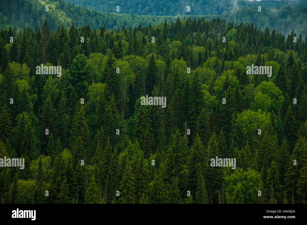 thick fog covered with thick coniferous forest. forest with a bird's ...