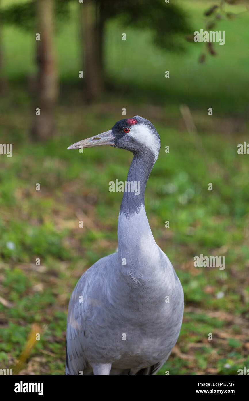 Common Crane at Slimbridge Stock Photo - Alamy