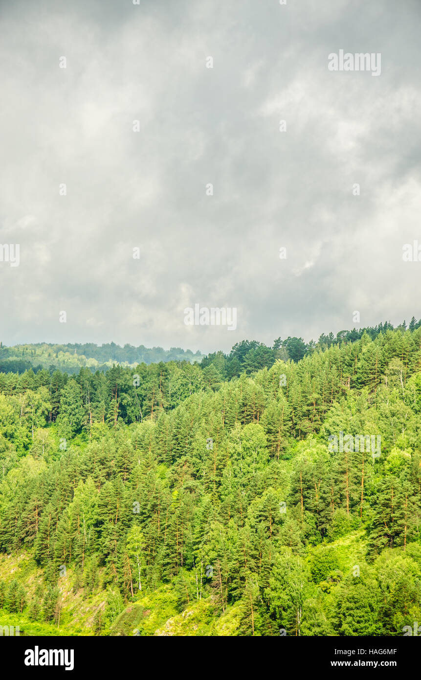 thick fog covered with thick coniferous forest. forest with a bird's ...