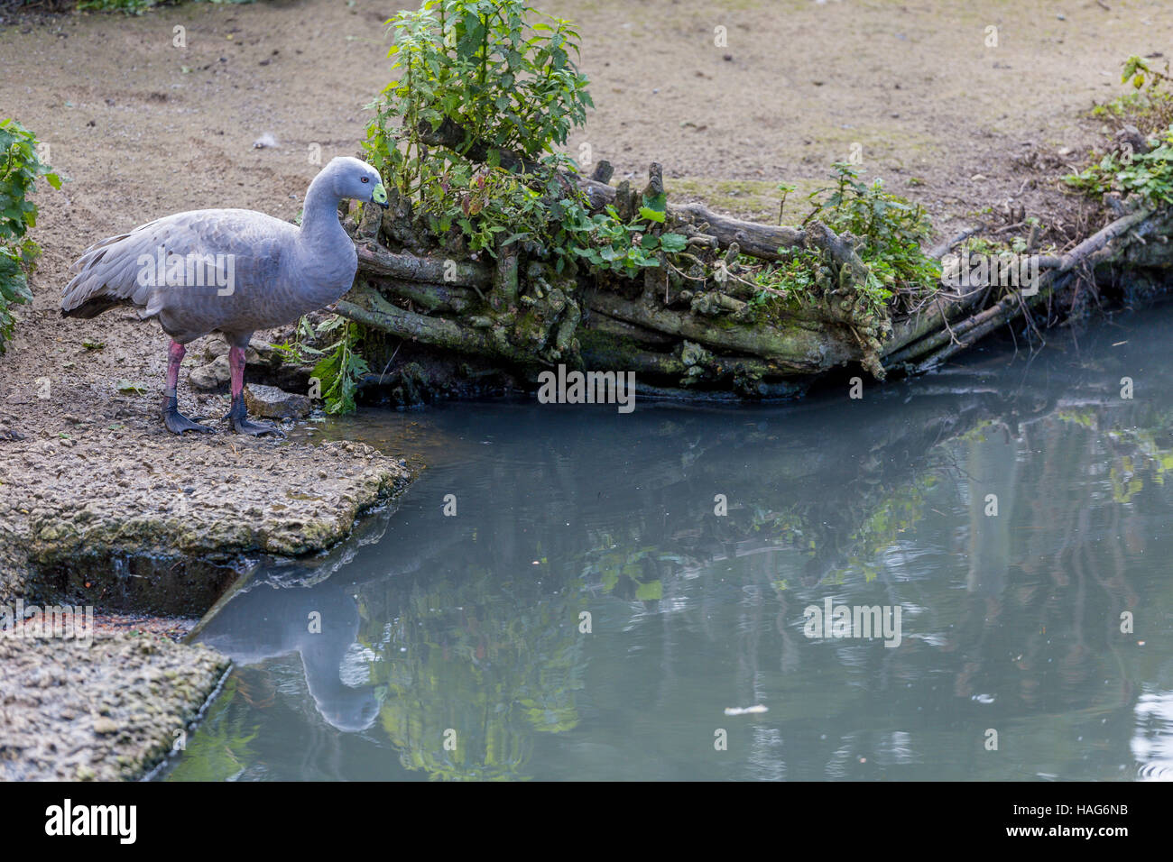 Cape Barren Goose at Slimbridge Stock Photo - Alamy
