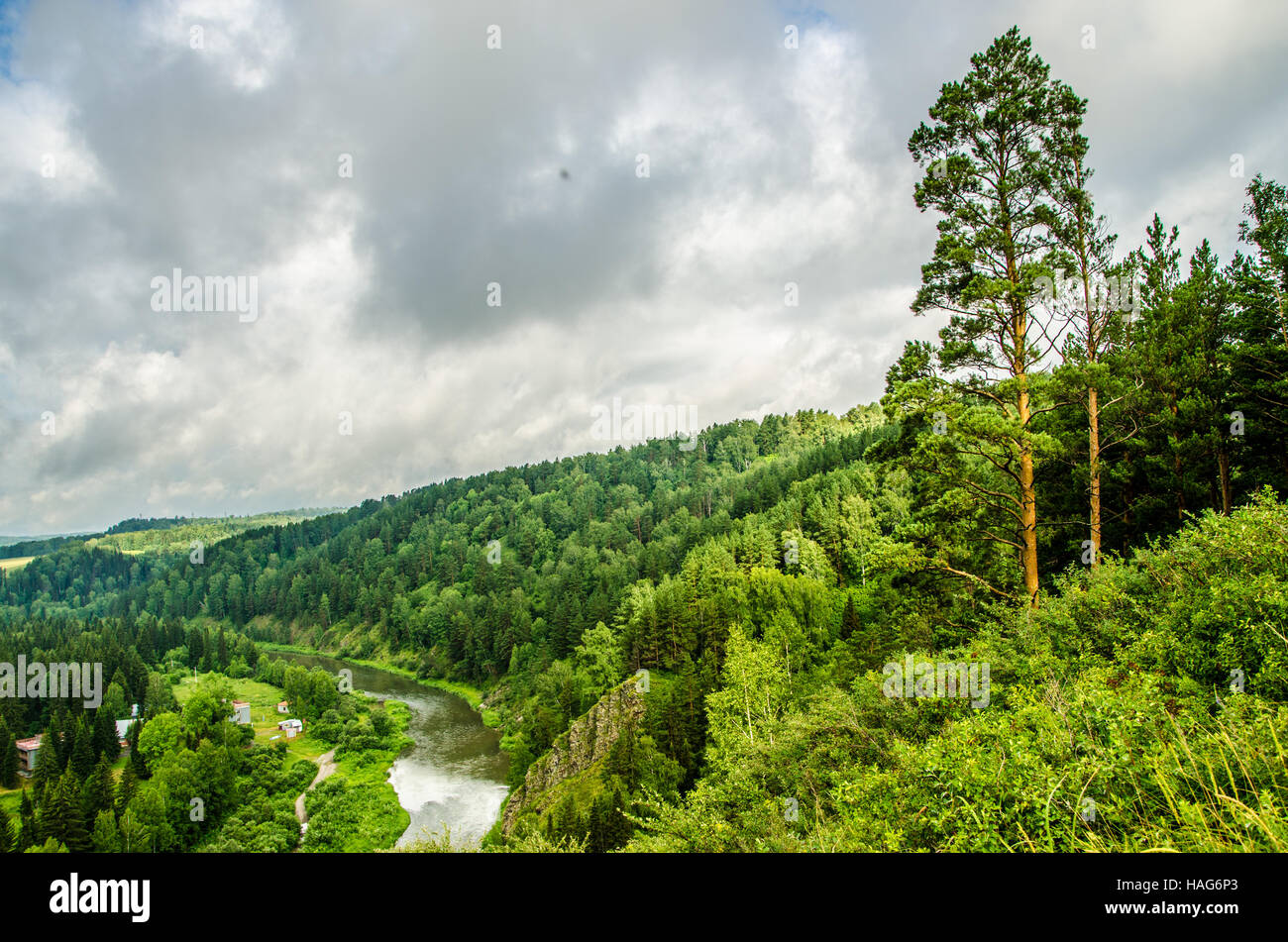 thick fog covered with thick coniferous forest. forest with a bird's ...