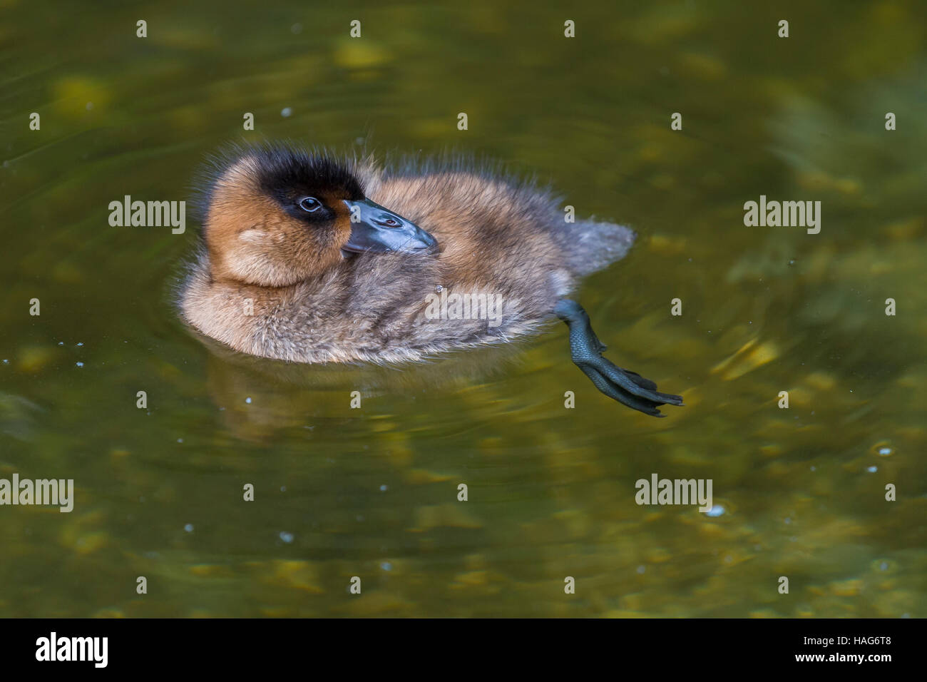 Whistling duckling hi-res stock photography and images - Alamy
