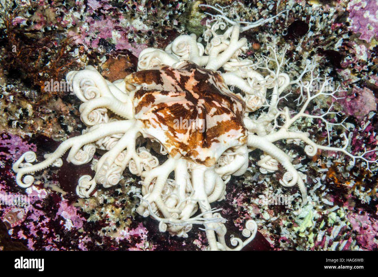 Basket sea star hi-res stock photography and images - Alamy
