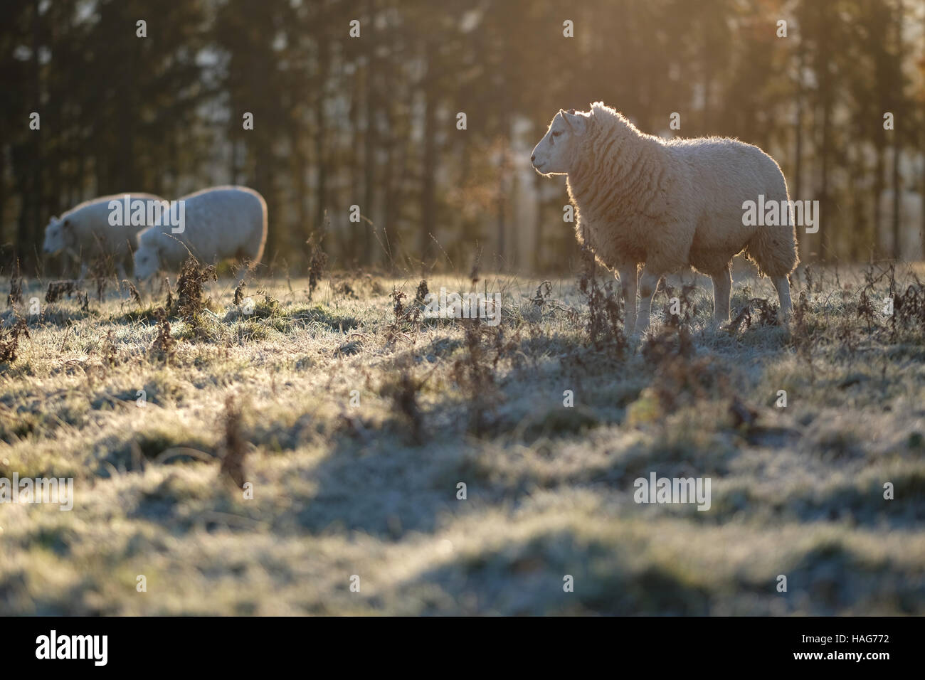 Sheep in frosty field hi-res stock photography and images - Alamy