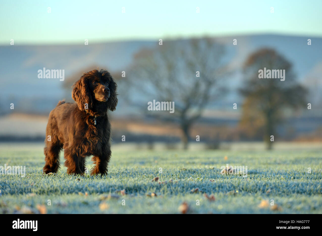Working cocker spaniel running hi-res stock photography and images - Alamy