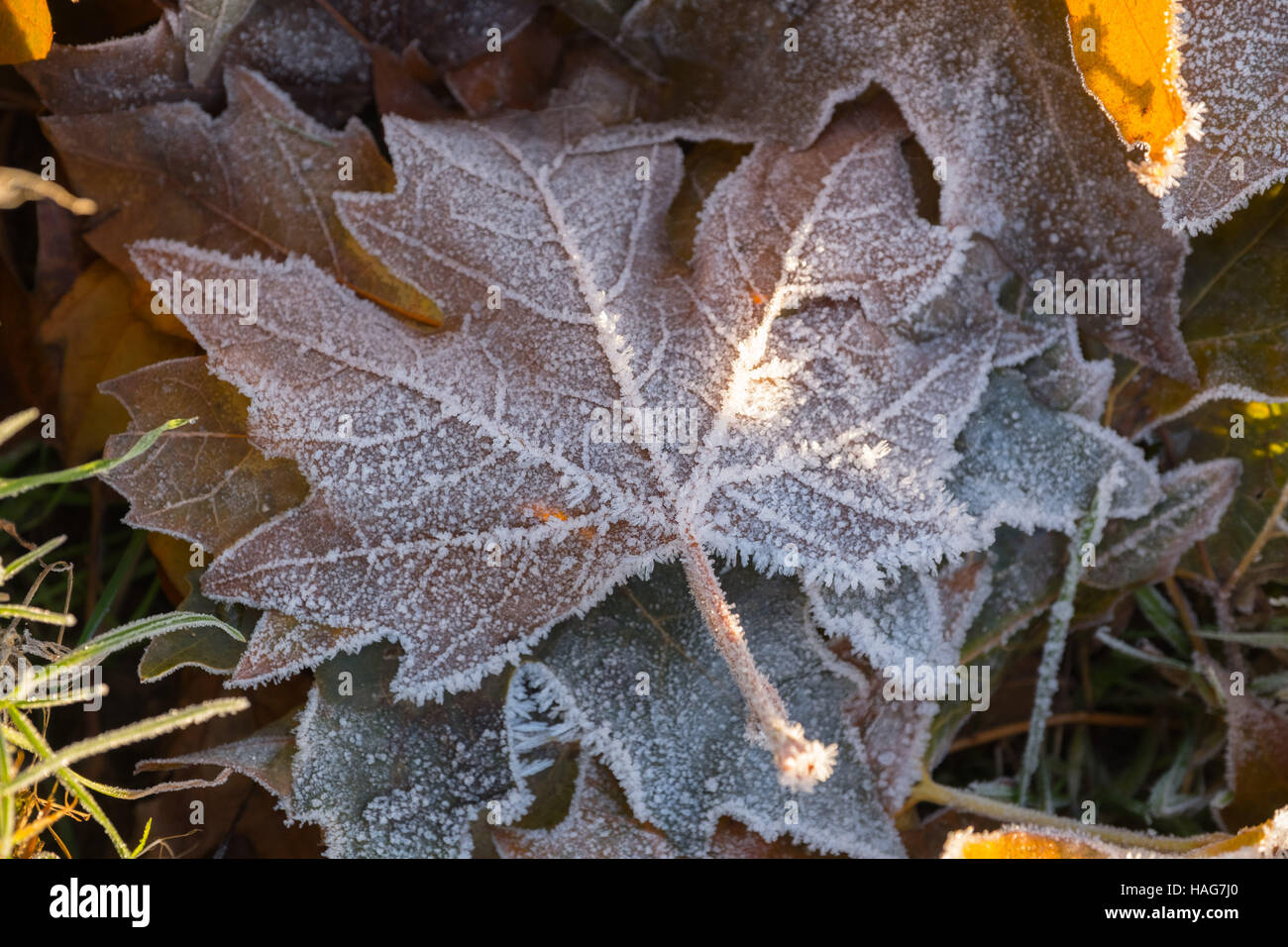 Lincolnshire, UK. 30th Nov, 2016. UK Weather. after the coldest night ...
