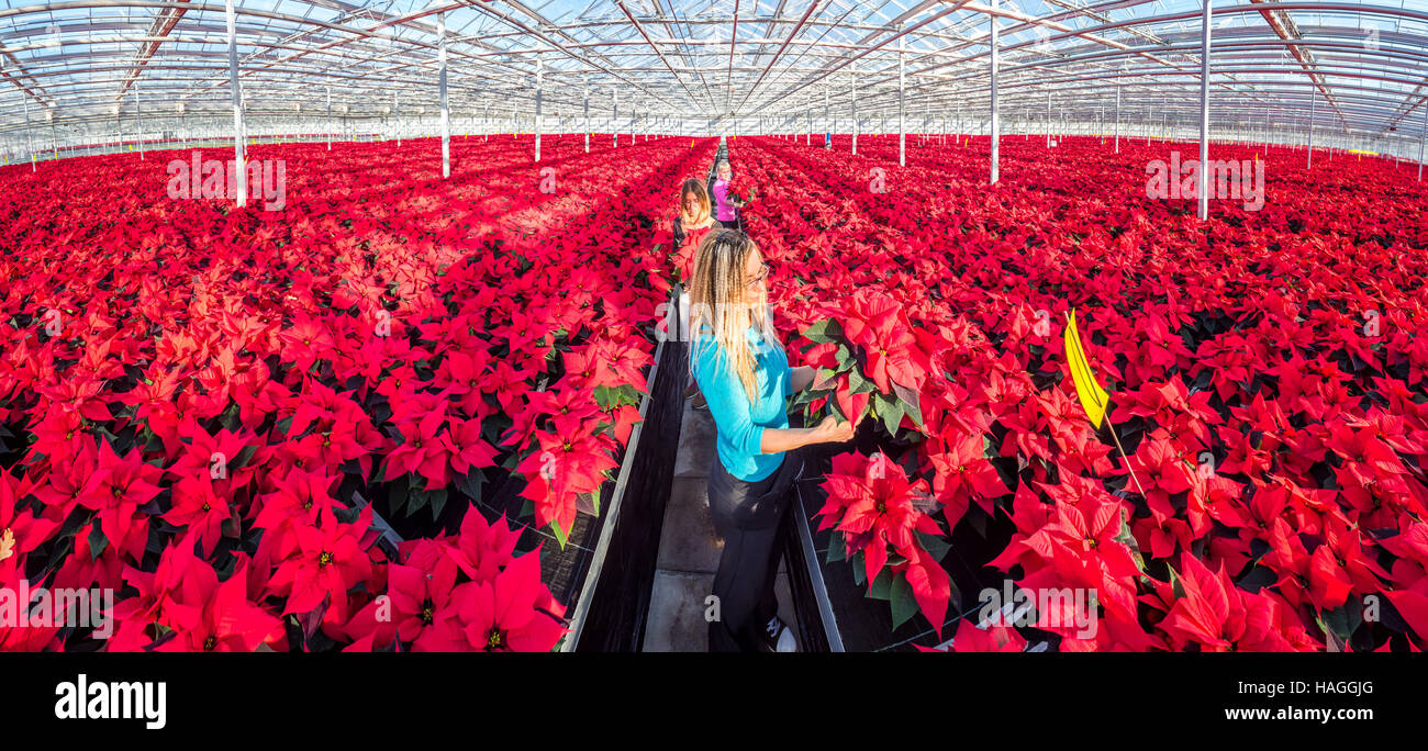 Roundstone nurseries hi-res stock photography and images - Alamy