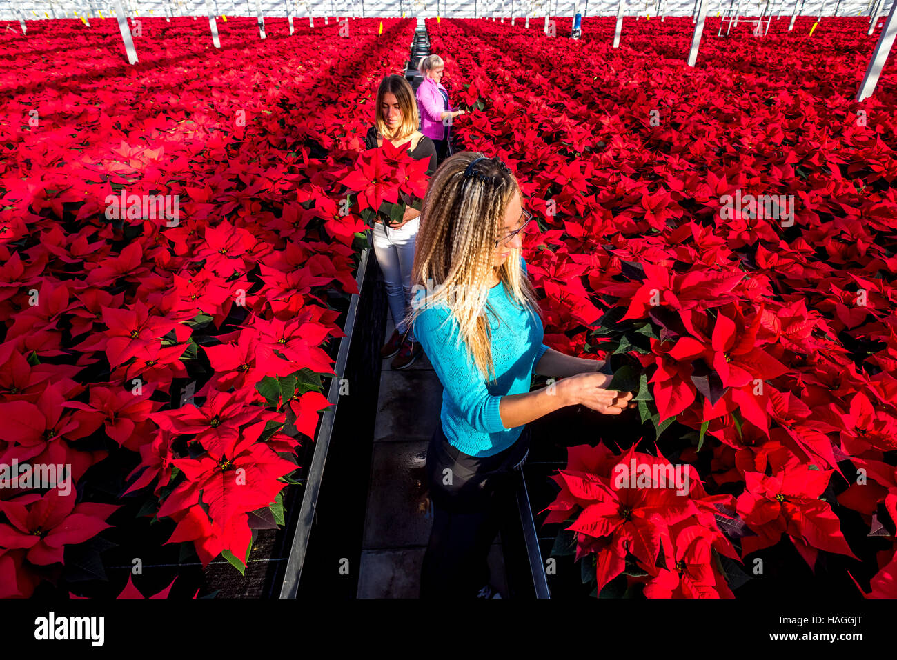 Roundstone nurseries hi-res stock photography and images - Alamy