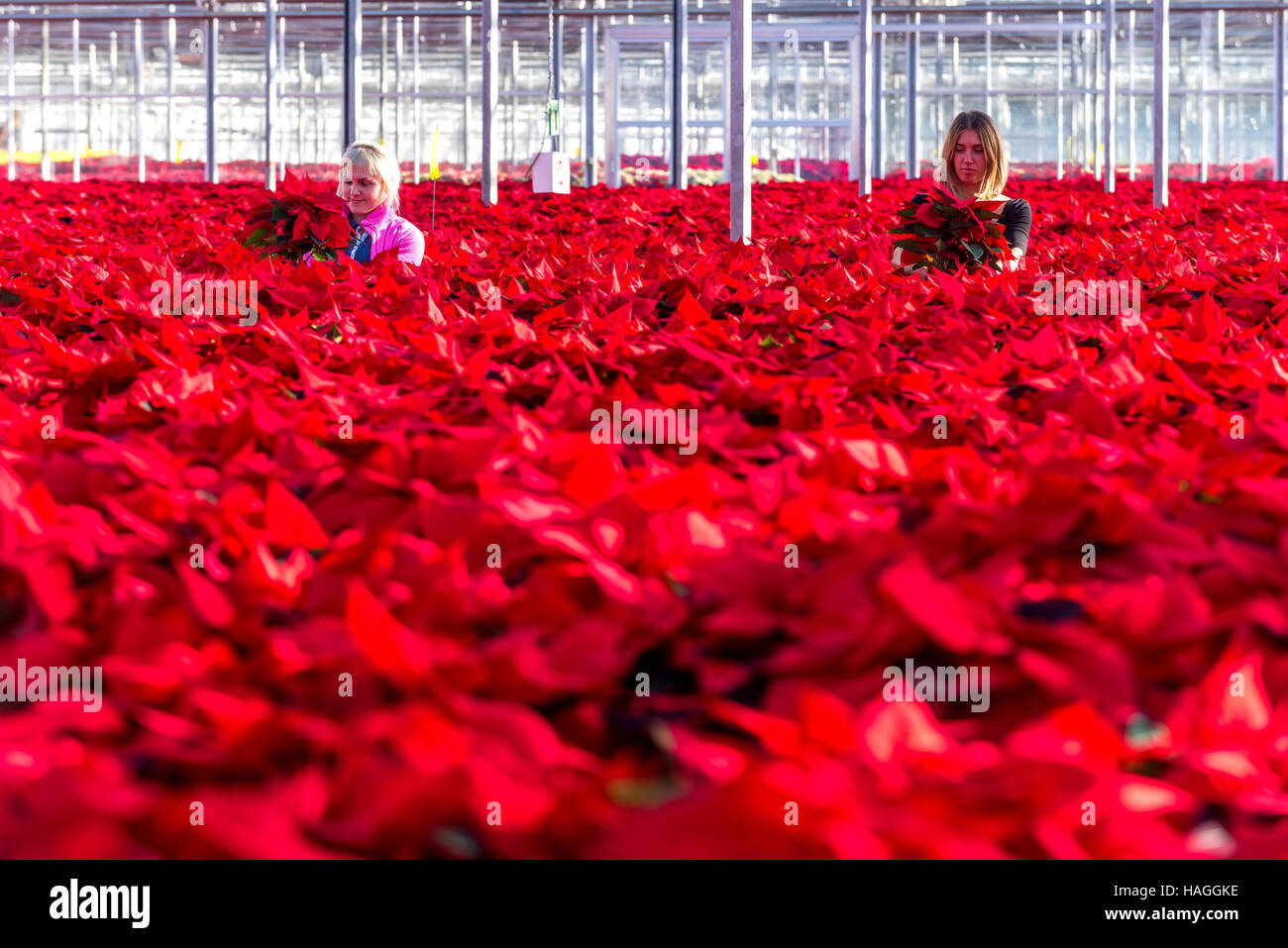 Roundstone nurseries hi-res stock photography and images - Alamy