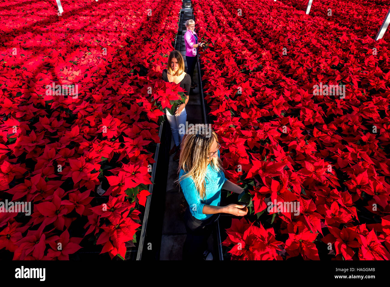Roundstone nurseries hi-res stock photography and images - Alamy