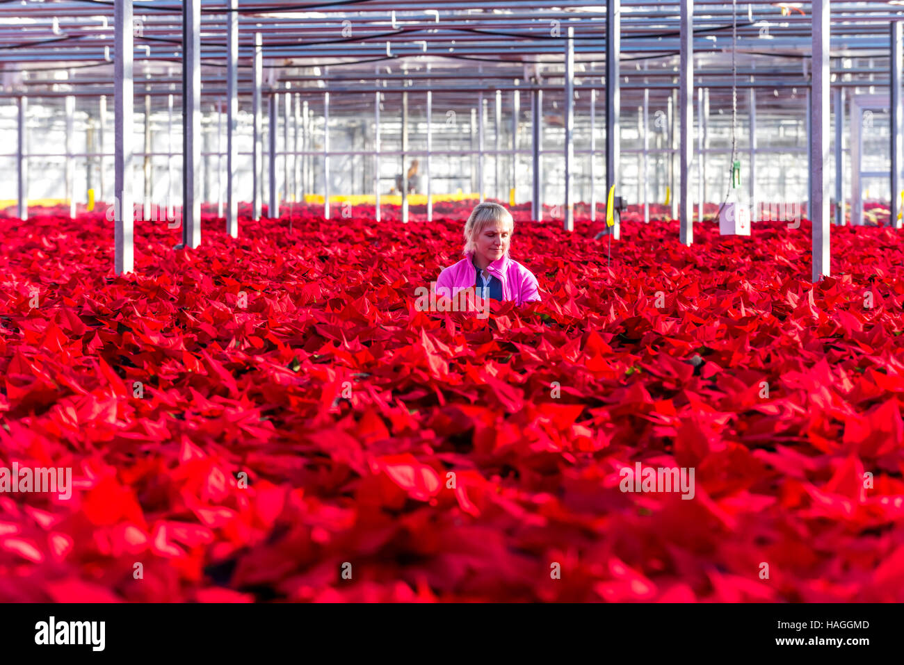 Roundstone nurseries hi-res stock photography and images - Alamy