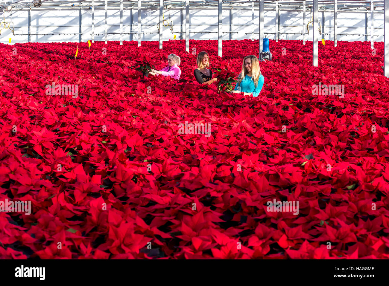 Roundstone nurseries hi-res stock photography and images - Alamy