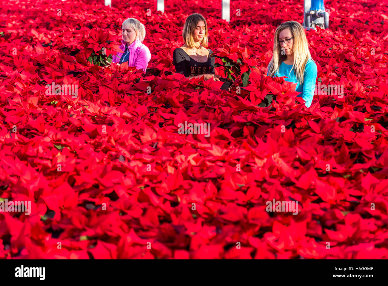 Roundstone nurseries hi-res stock photography and images - Alamy
