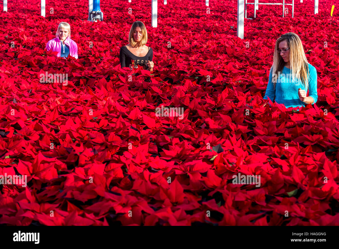 Carpet bloom hi-res stock photography and images - Alamy