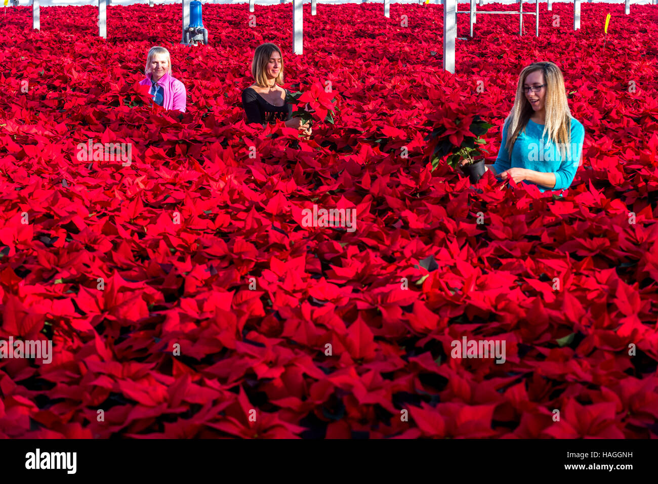 Roundstone nurseries hi-res stock photography and images - Alamy