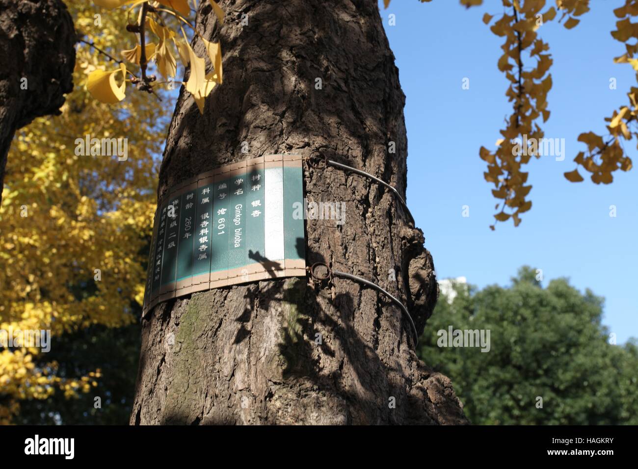 Conjoined trees hi-res stock photography and images - Alamy