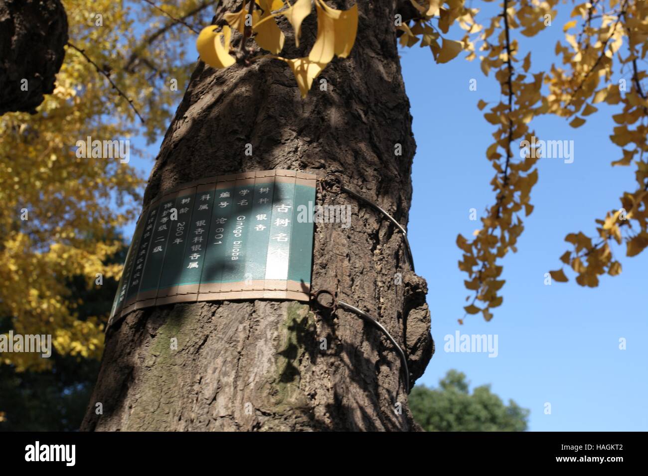 Conjoined trees hi-res stock photography and images - Alamy