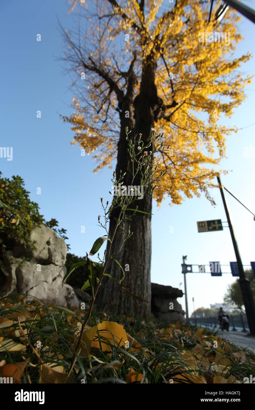Conjoined trees hi-res stock photography and images - Alamy