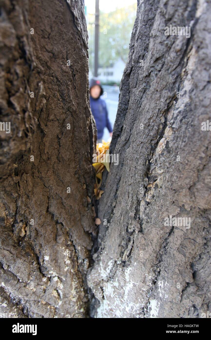 Conjoined trees hi-res stock photography and images - Alamy
