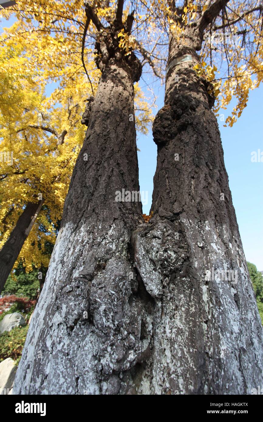 Conjoined trees hi-res stock photography and images - Alamy