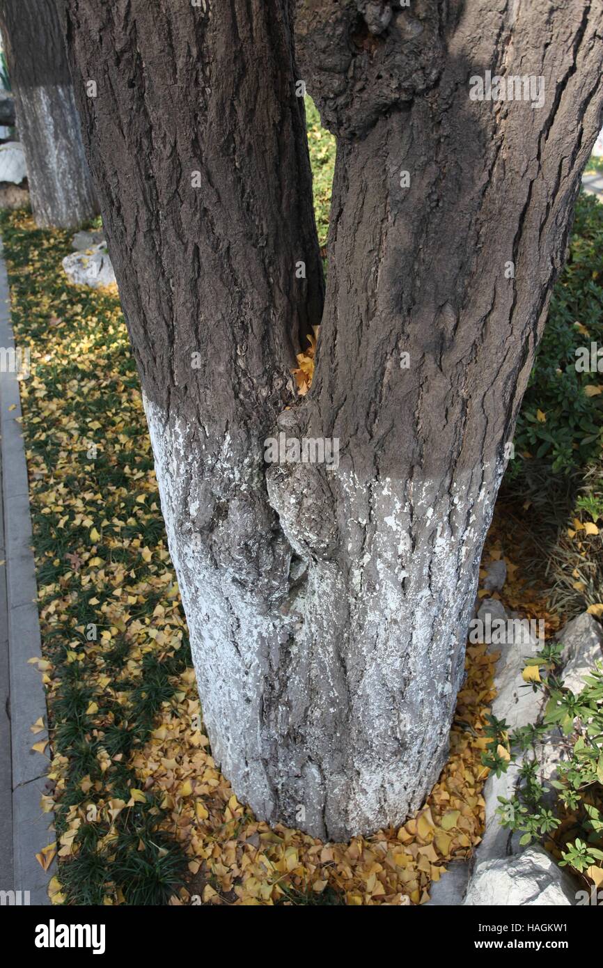 Conjoined trees hi-res stock photography and images - Alamy