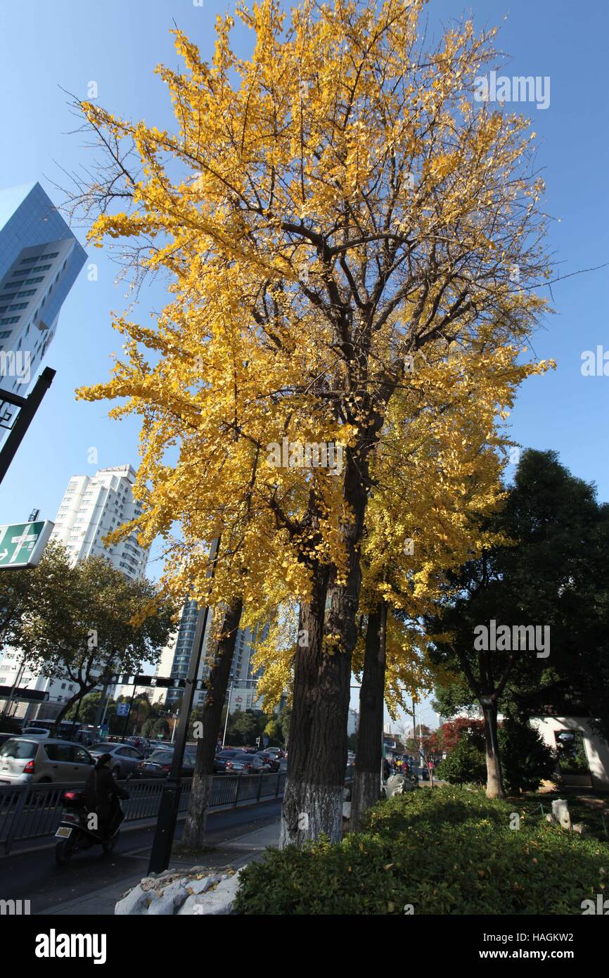Conjoined trees hi-res stock photography and images - Alamy
