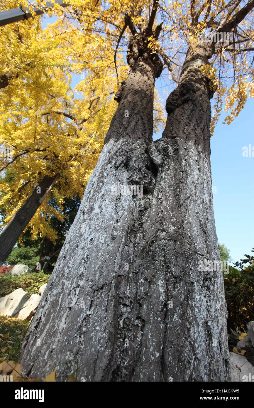 Conjoined trees hi-res stock photography and images - Alamy