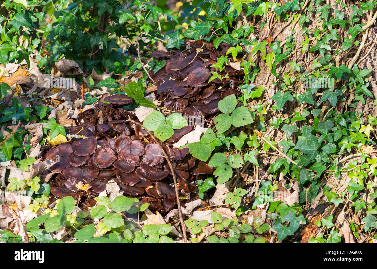 Brown fungi growing on the ground by a tree Stock Photo - Alamy