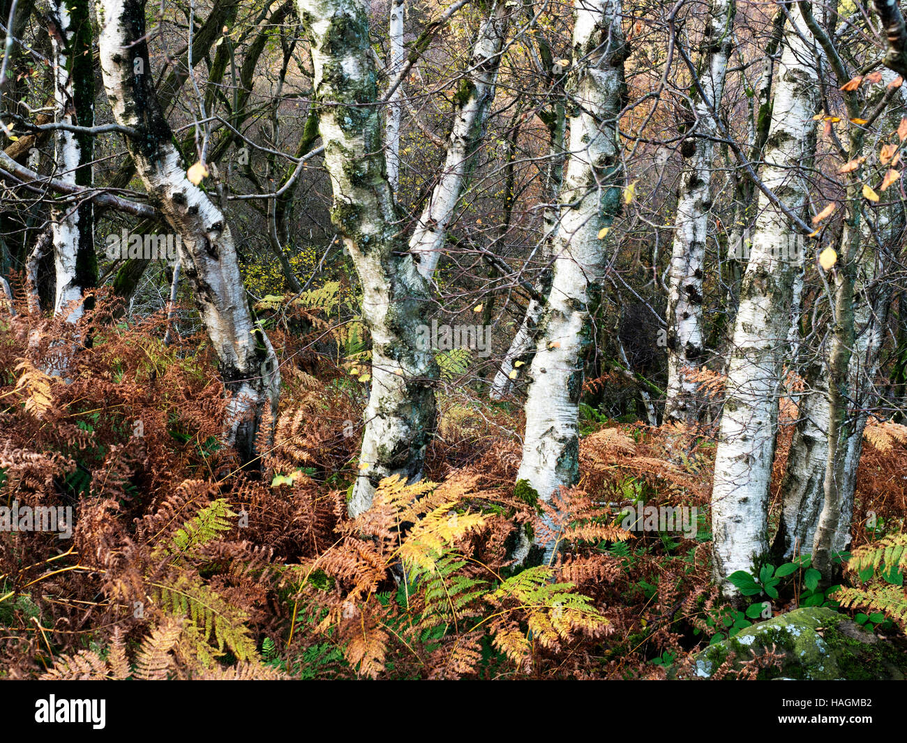 Silver Birch Trees in Woodland at Middle Tongue near Pateley Bridge ...