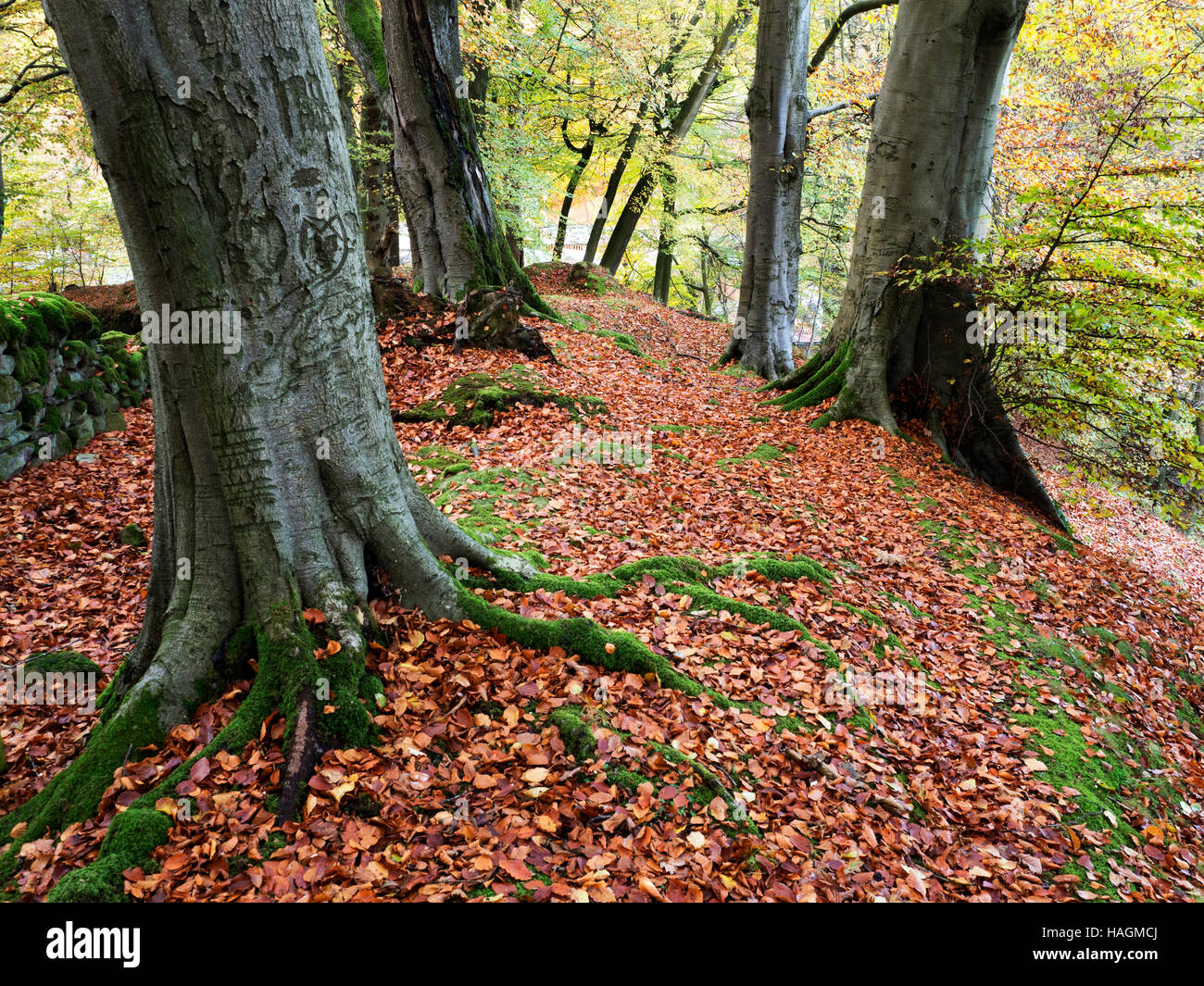 Autumn Trees in Skrikes Wood near Pateley Bridge North Yorkshire ...