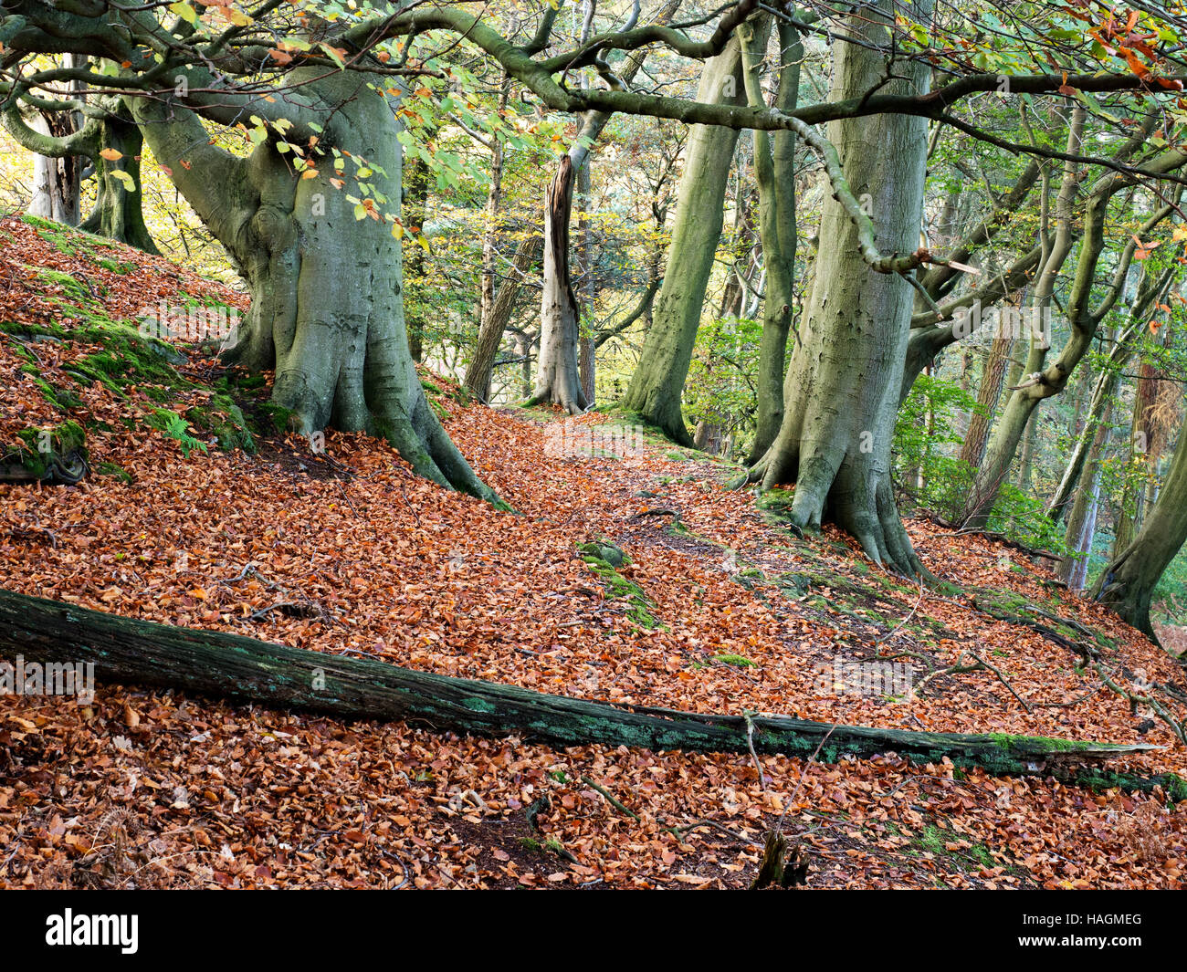 Path through Autumn Trees in Skrikes Wood near Pateley Bridge North ...