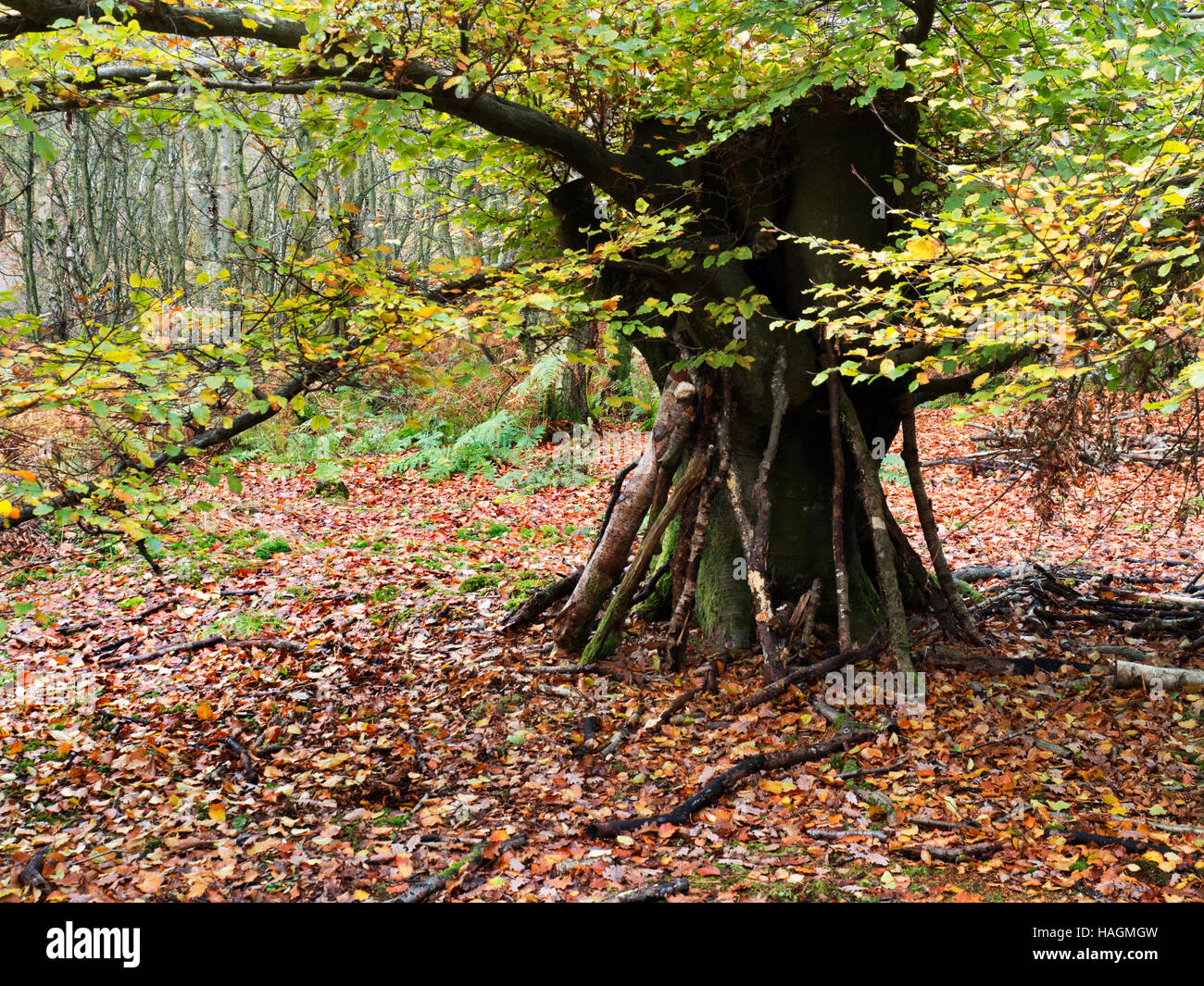 Autumn Tree with Sticks around Trunk in Skrikes Wood near Pateley ...