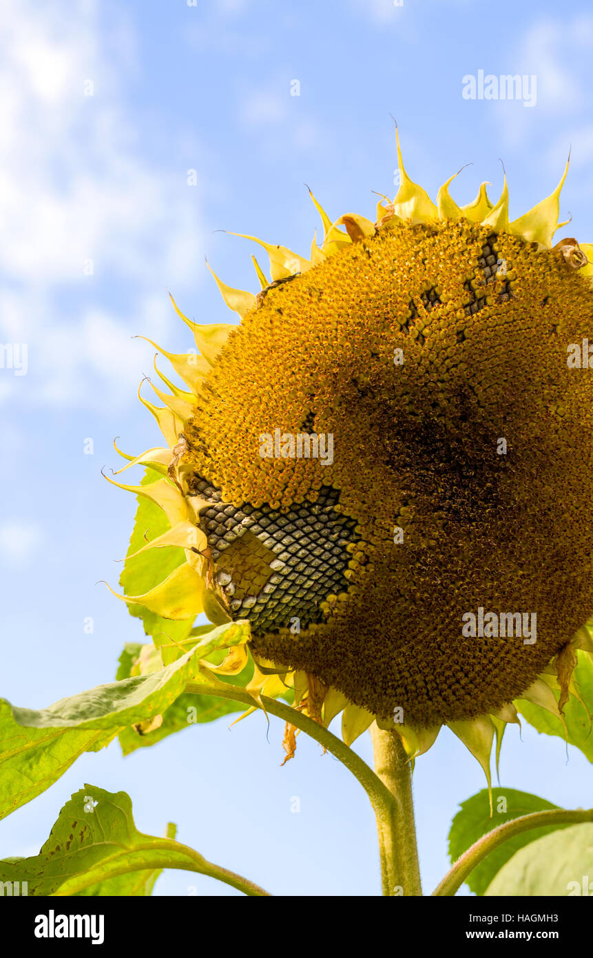 Sunflower Seed Head Stock Photos & Sunflower Seed Head Stock Images - Alamy