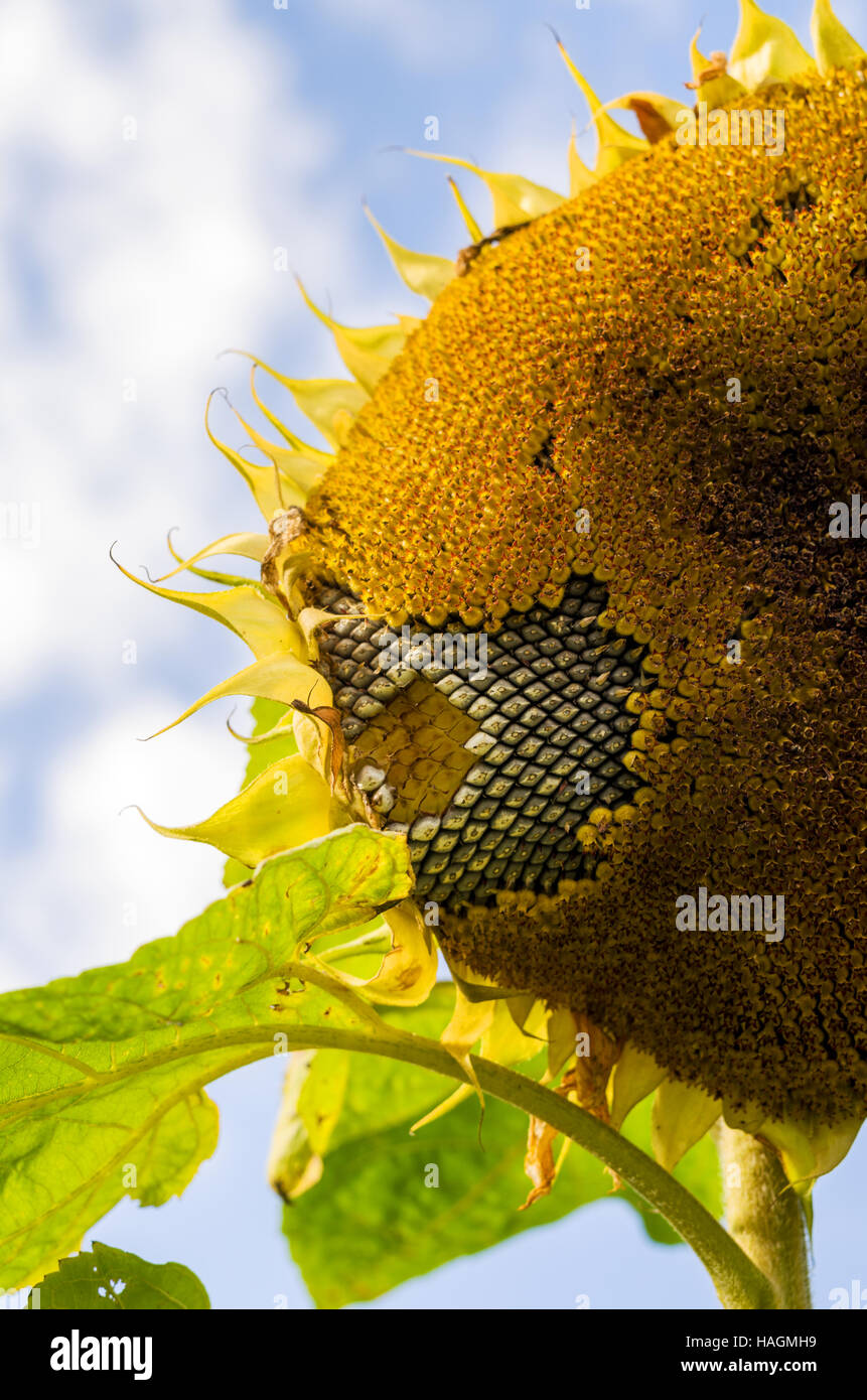 Close up photograph of sunflower heads as they are starting to turn ...