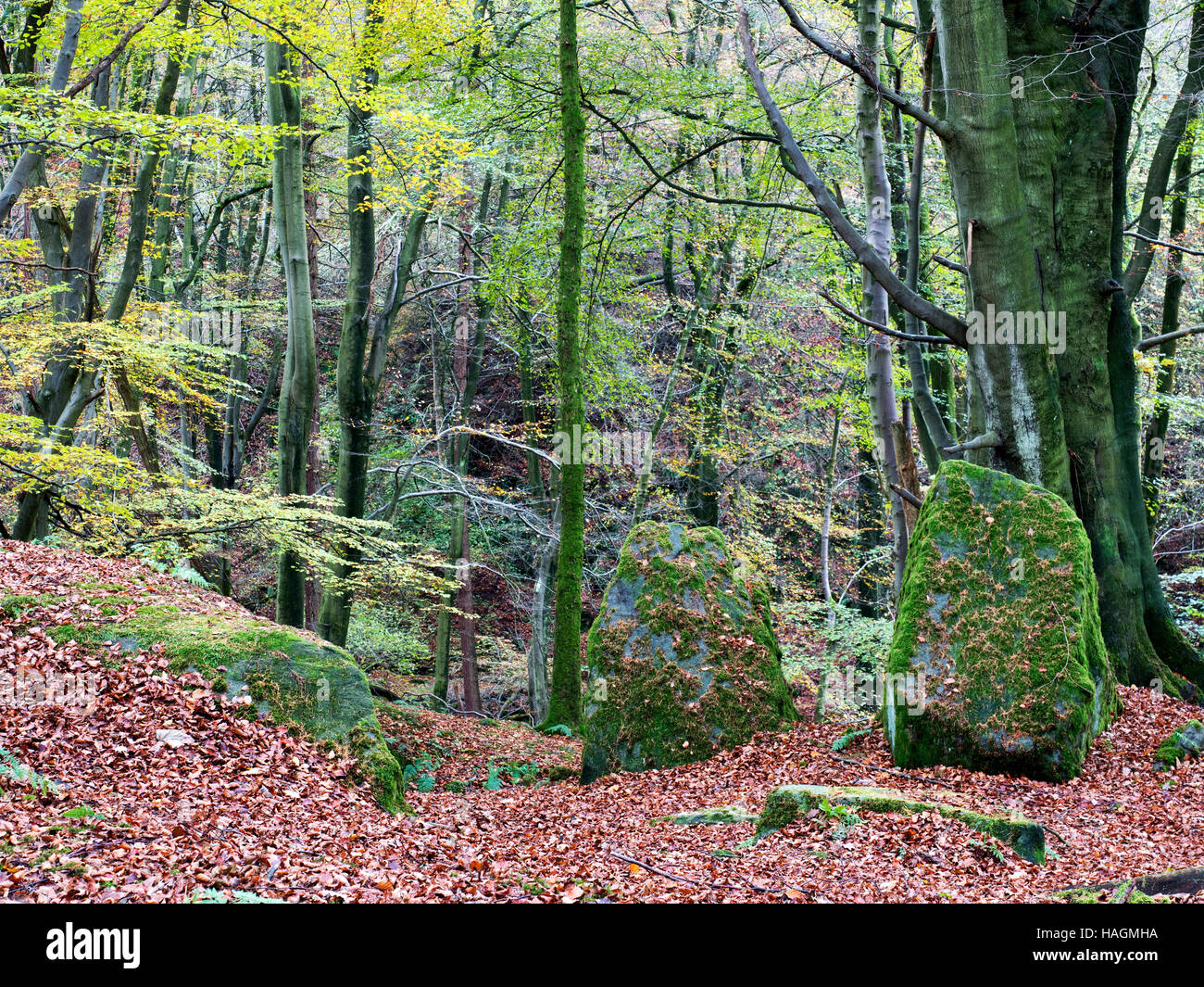 Mossy rocks hi-res stock photography and images - Alamy