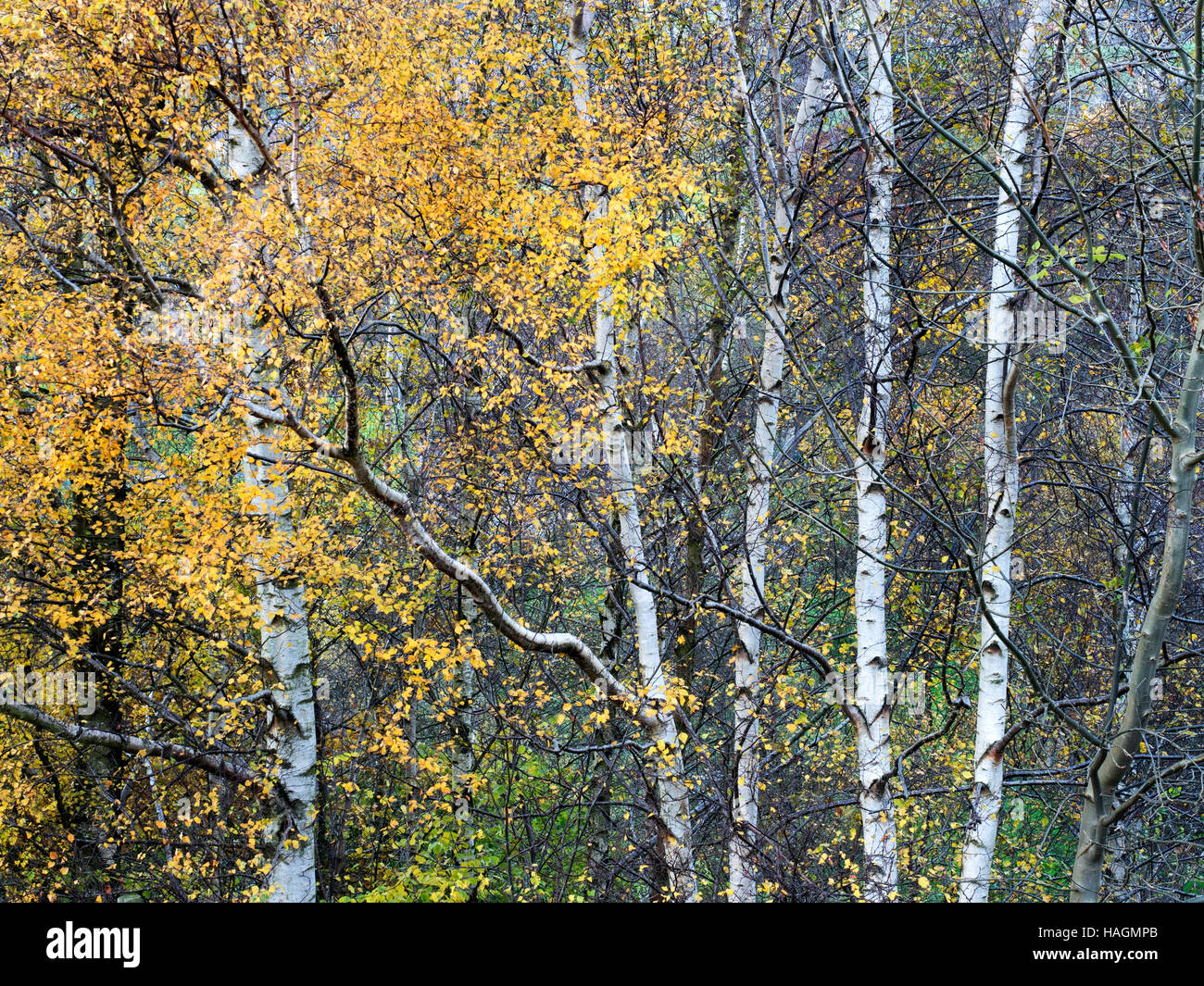 Birch trees hi-res stock photography and images - Alamy
