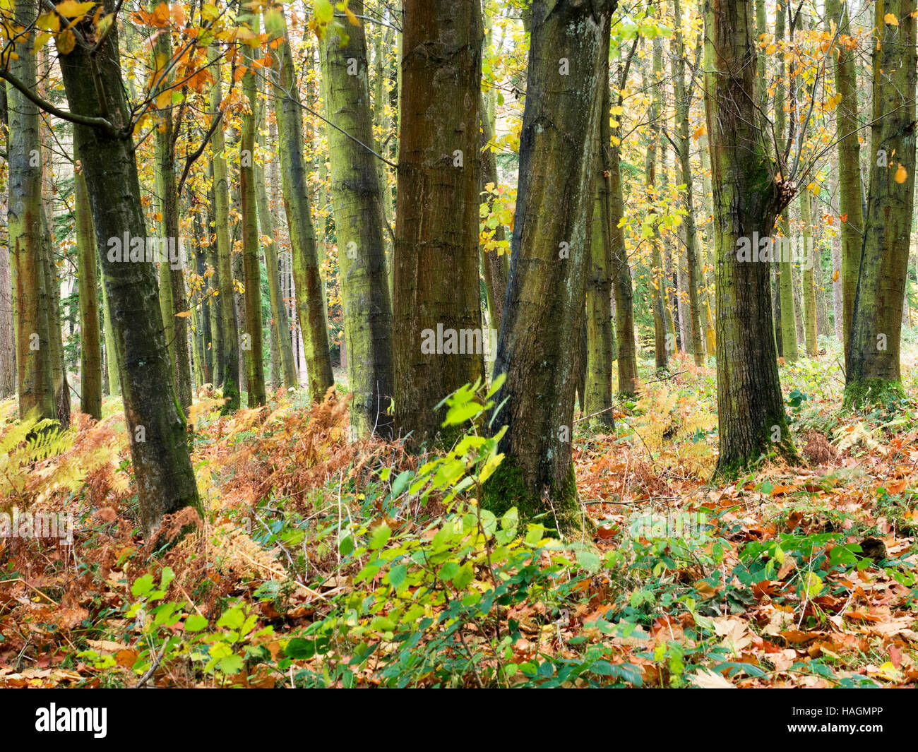 Lead wood hi-res stock photography and images - Alamy