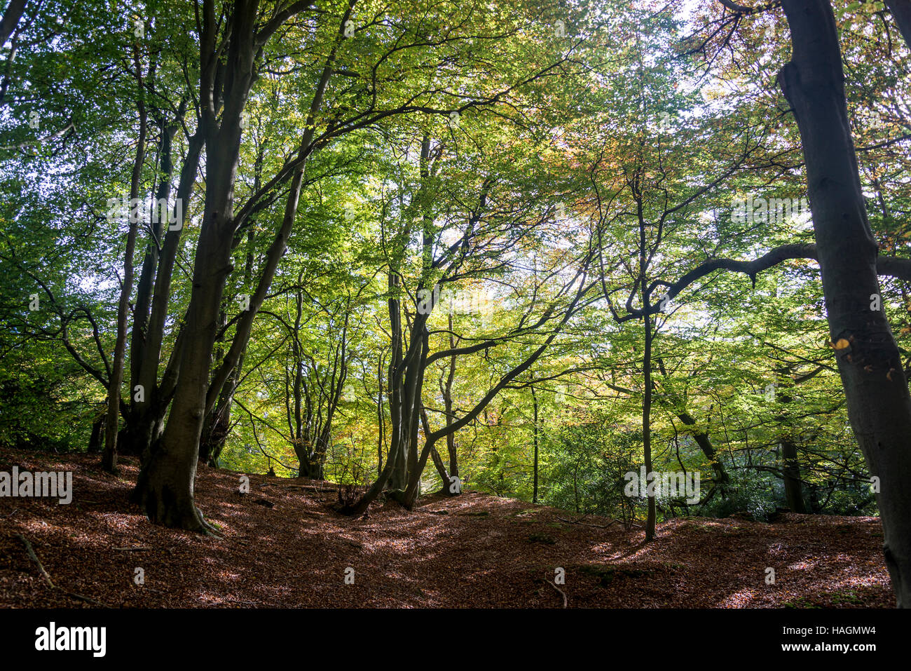 Surrey england box hill hi-res stock photography and images - Alamy
