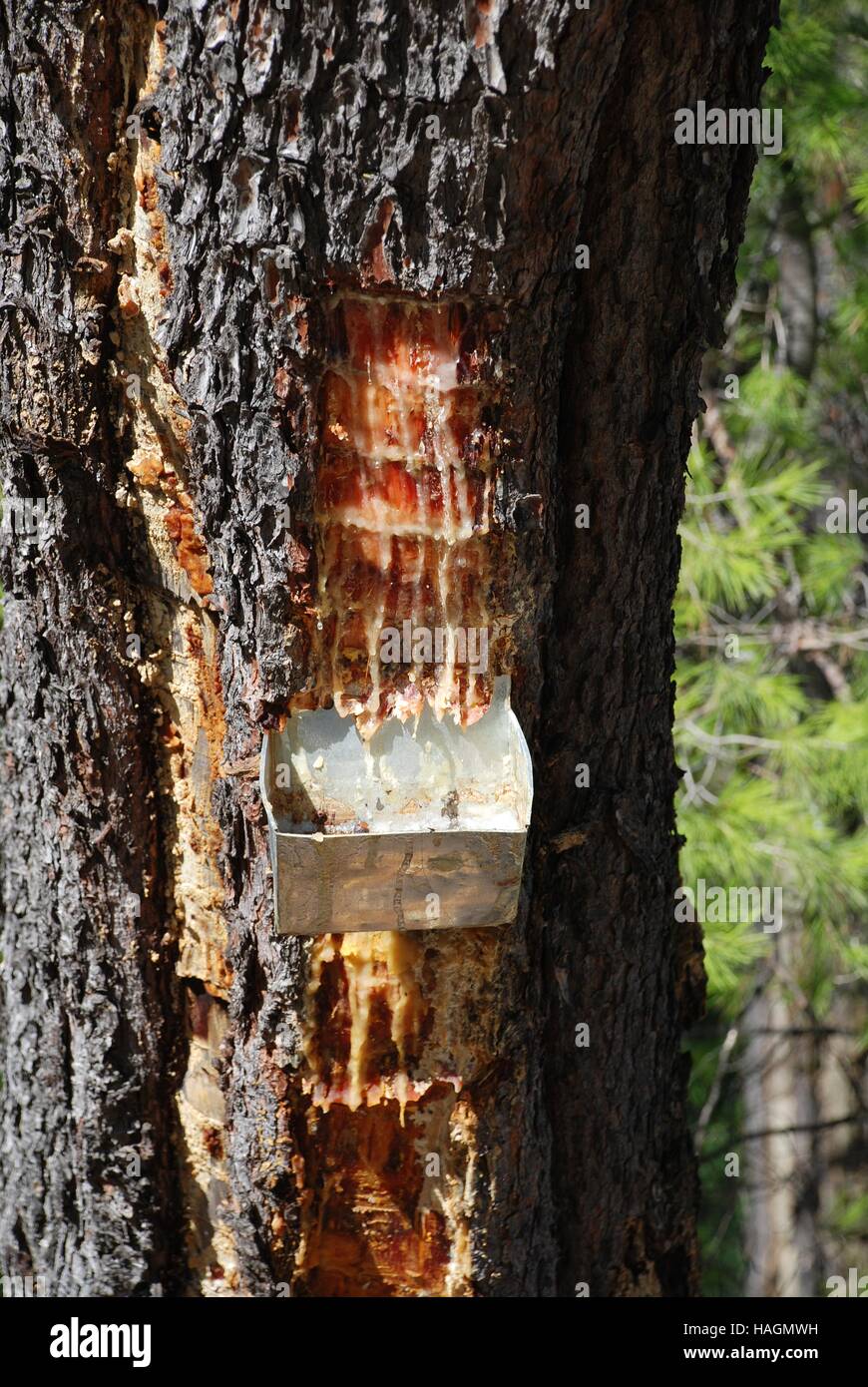 Collecting resin from a pine tree at Agii Anargiroi on the Greek island ...