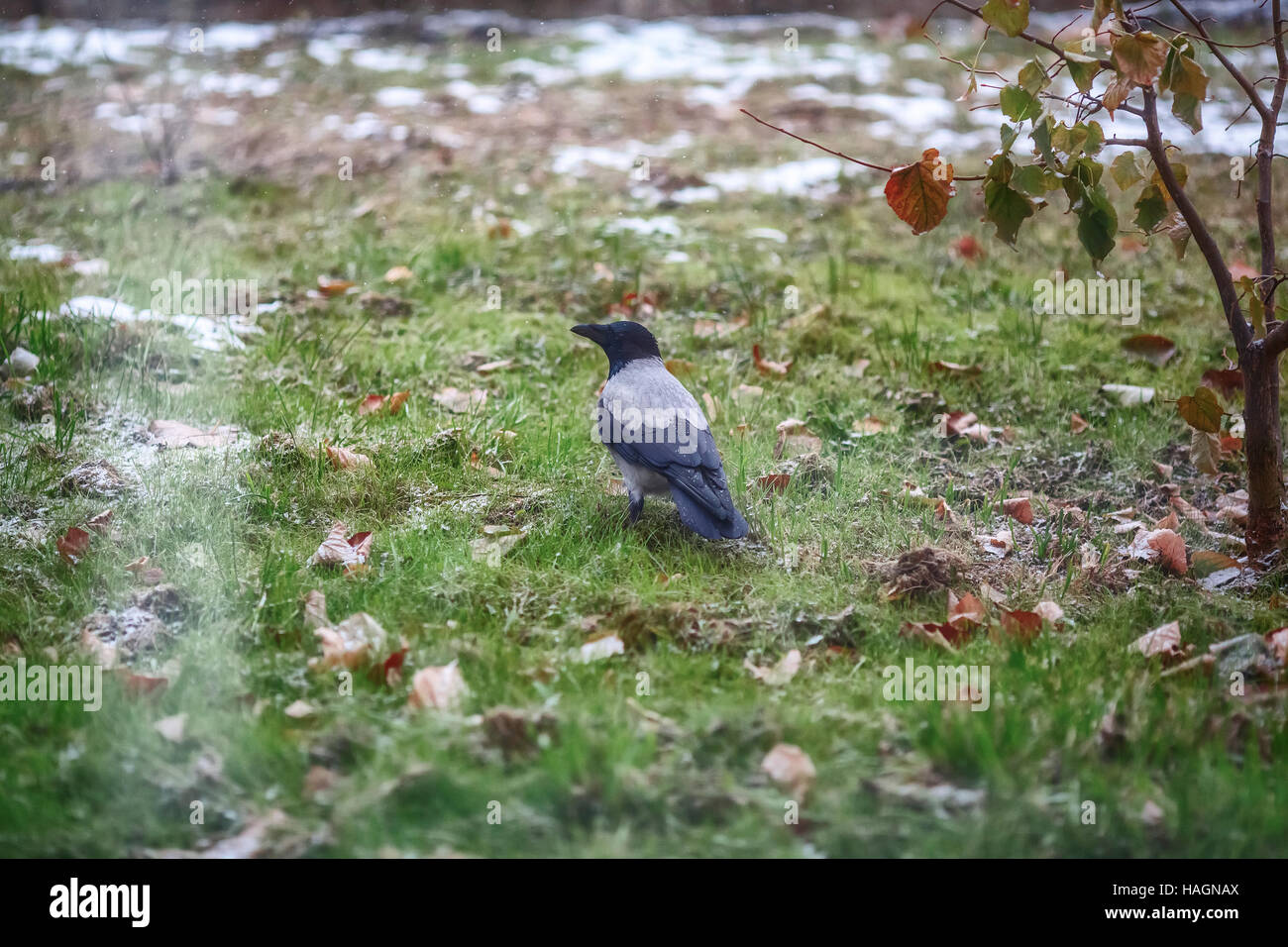 Grey white neck hooded crow standing on grass in autumn Stock Photo - Alamy